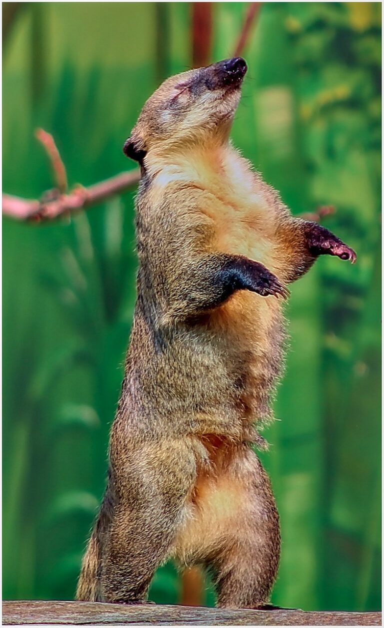 Coati - Gradina Zoologica Bucuresti