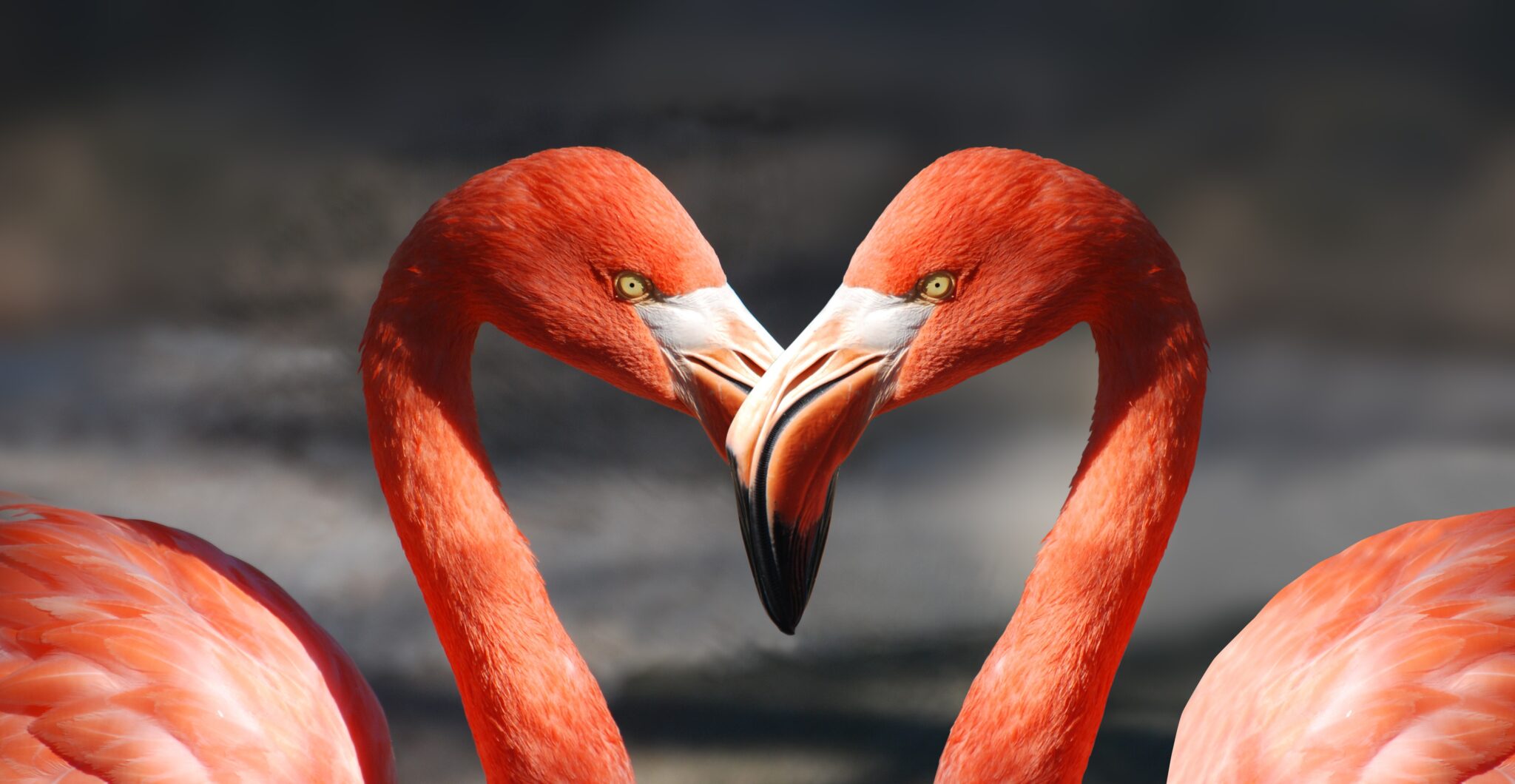 Flamingo - Gradina Zoologica Bucuresti