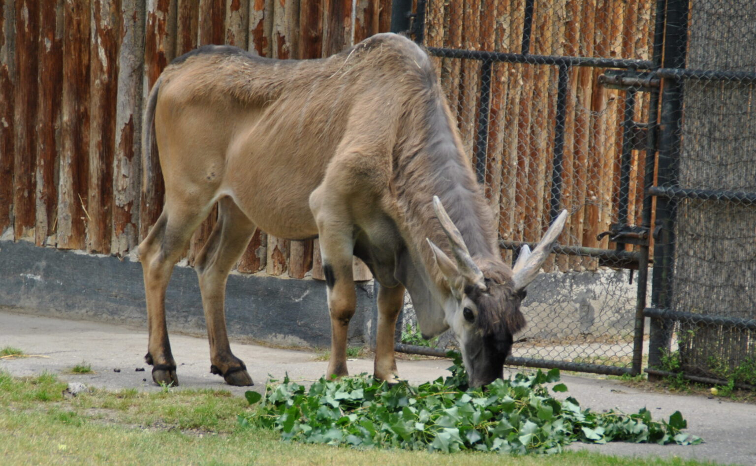 Antilopa Eland - Gradina Zoologica Bucuresti