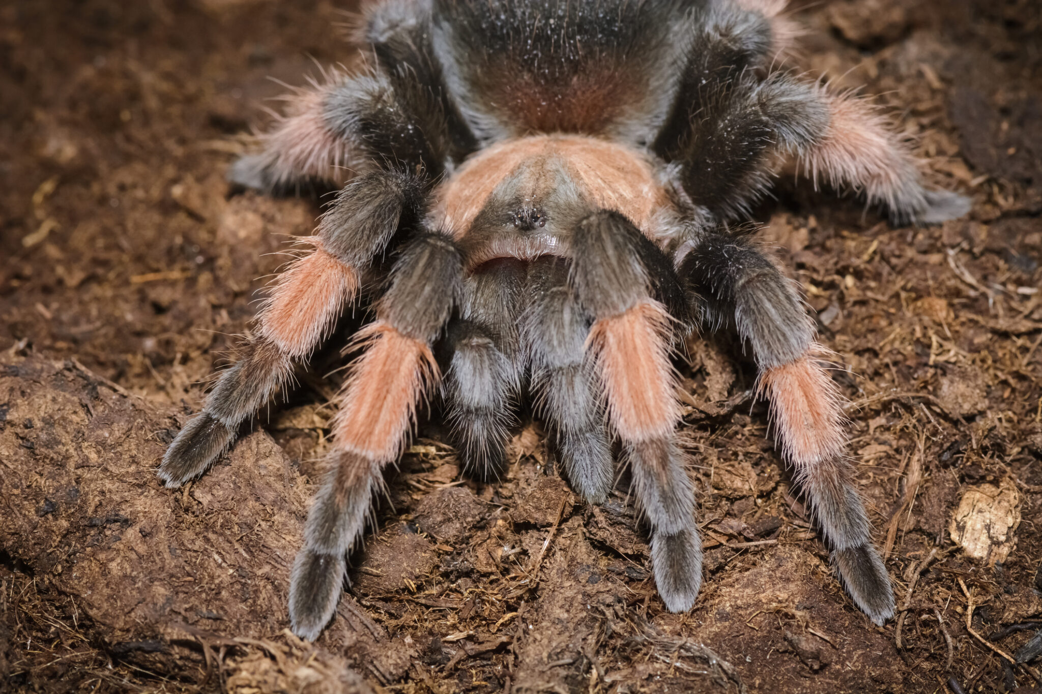 Tarantula cu picioare rosii - Gradina Zoologica Bucuresti
