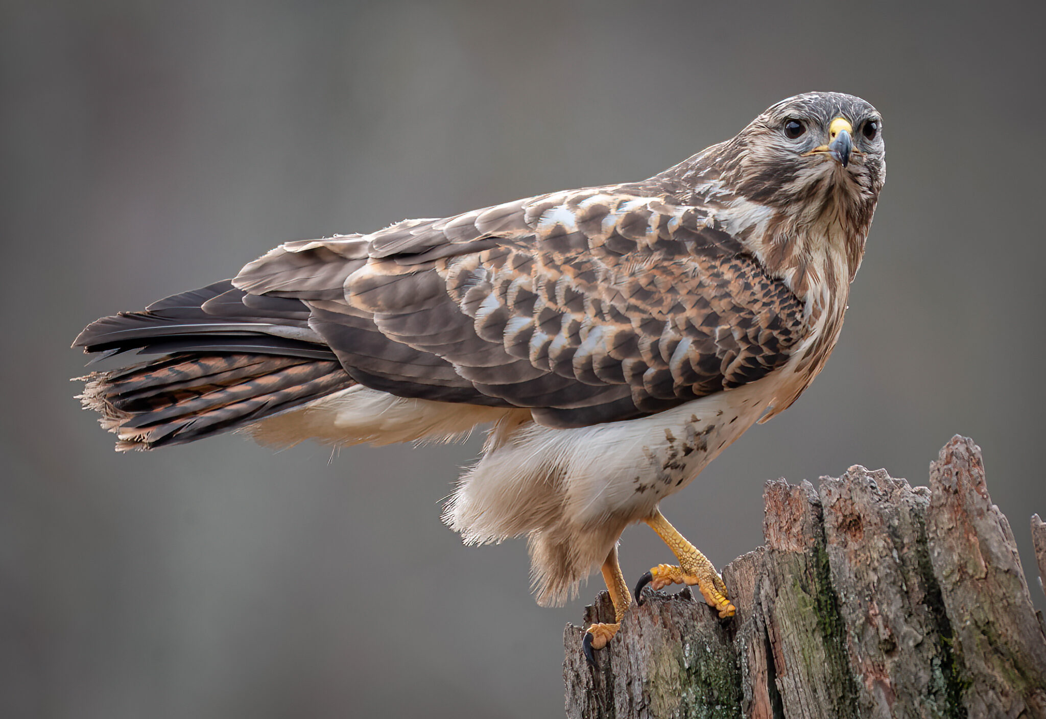 Uliu Sorecar - Gradina Zoologica Bucuresti