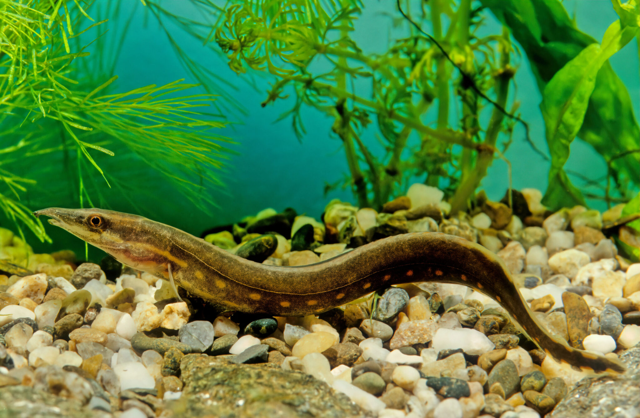 Pești - Gradina Zoologica Bucuresti