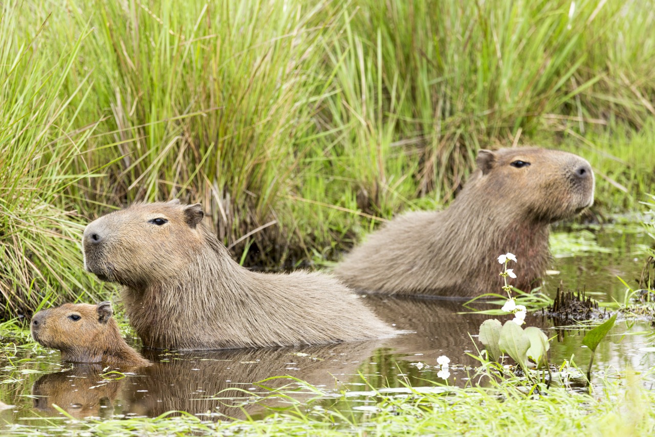 Capibara - Gradina Zoologica Bucuresti