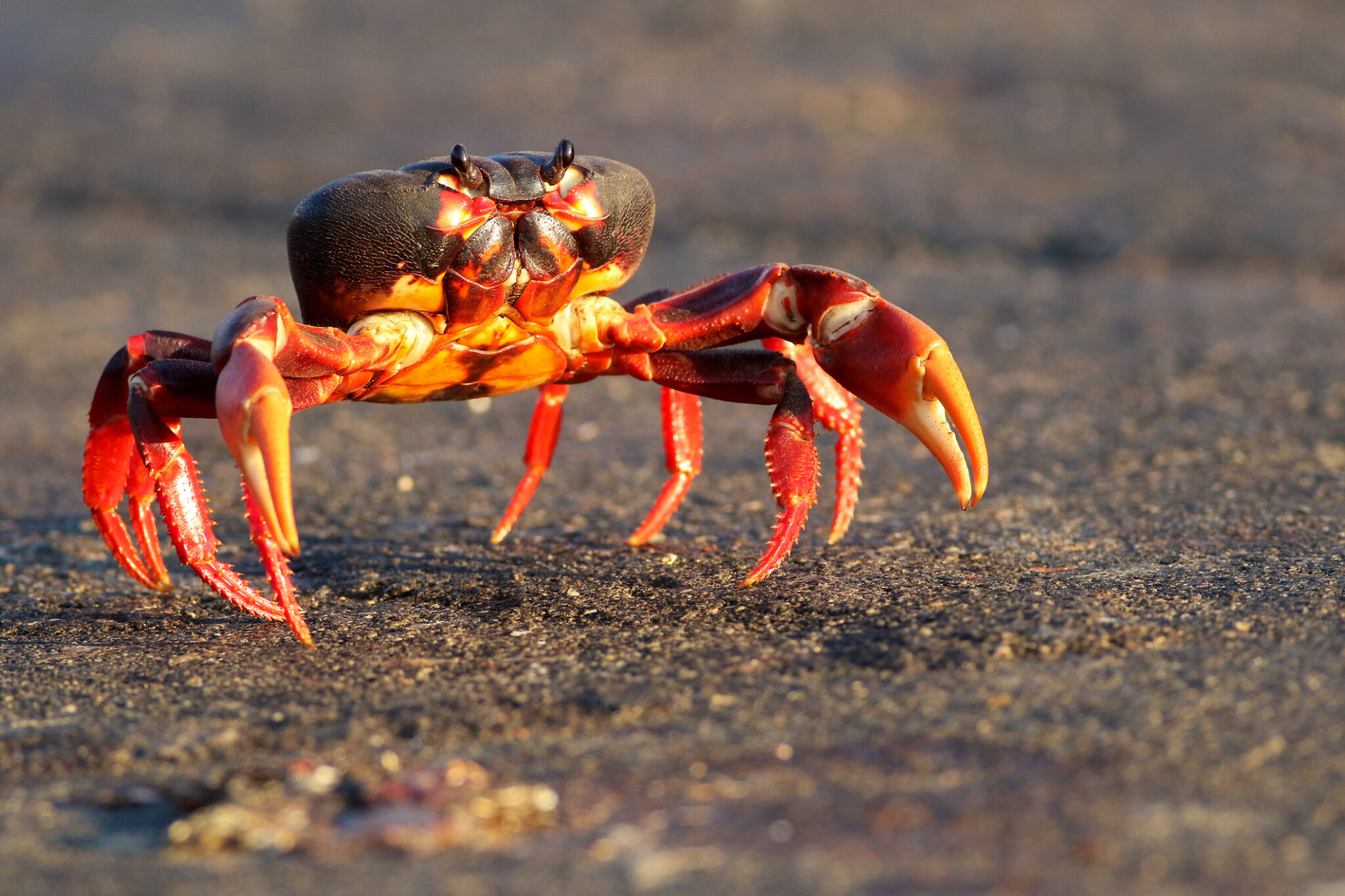 Crab de Uscat - Gradina Zoologica Bucuresti