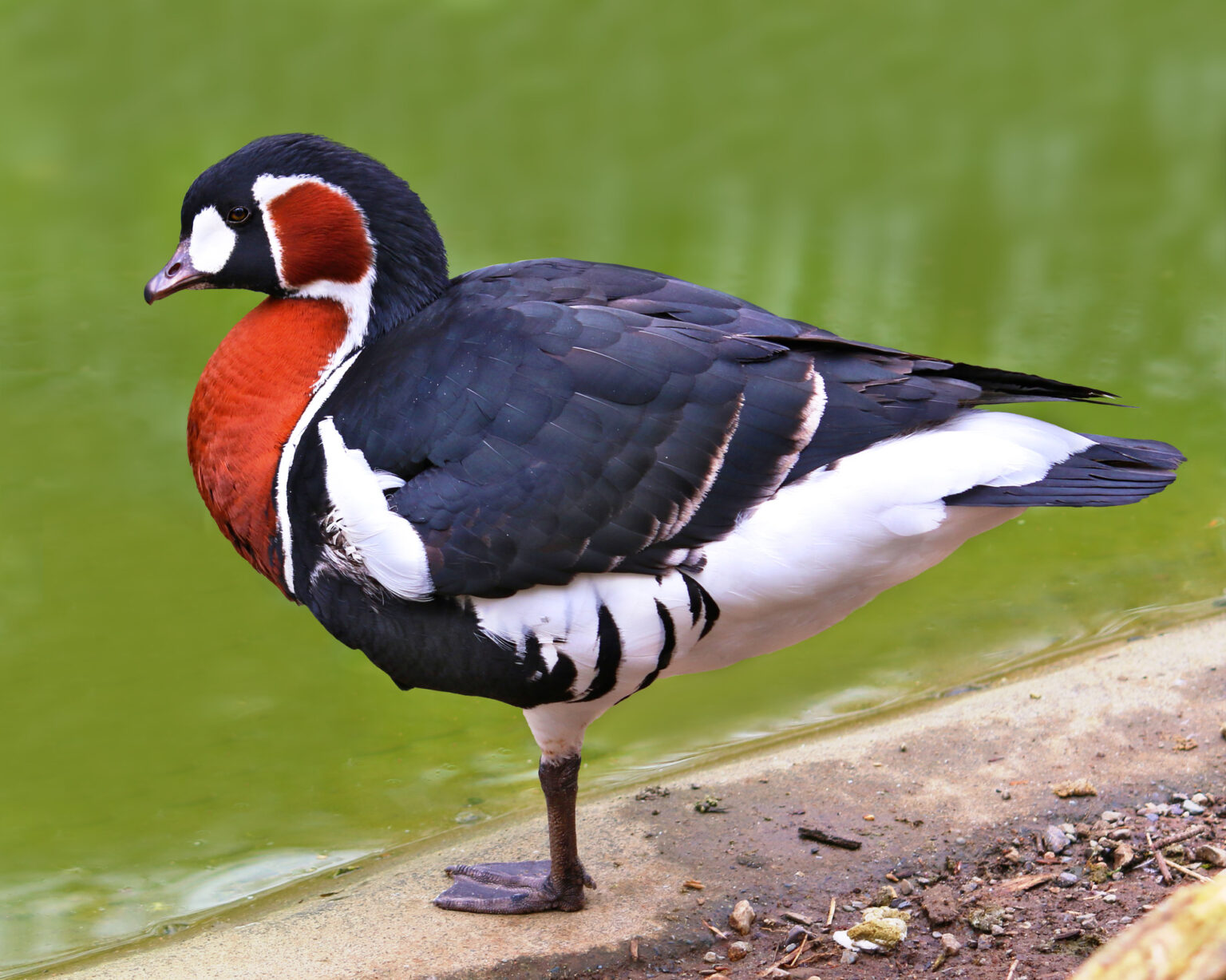 Gâsca cu Gât Roșu - Gradina Zoologica Bucuresti