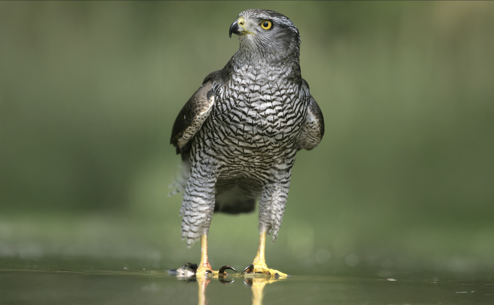Uliu Porumbar - Gradina Zoologica Bucuresti