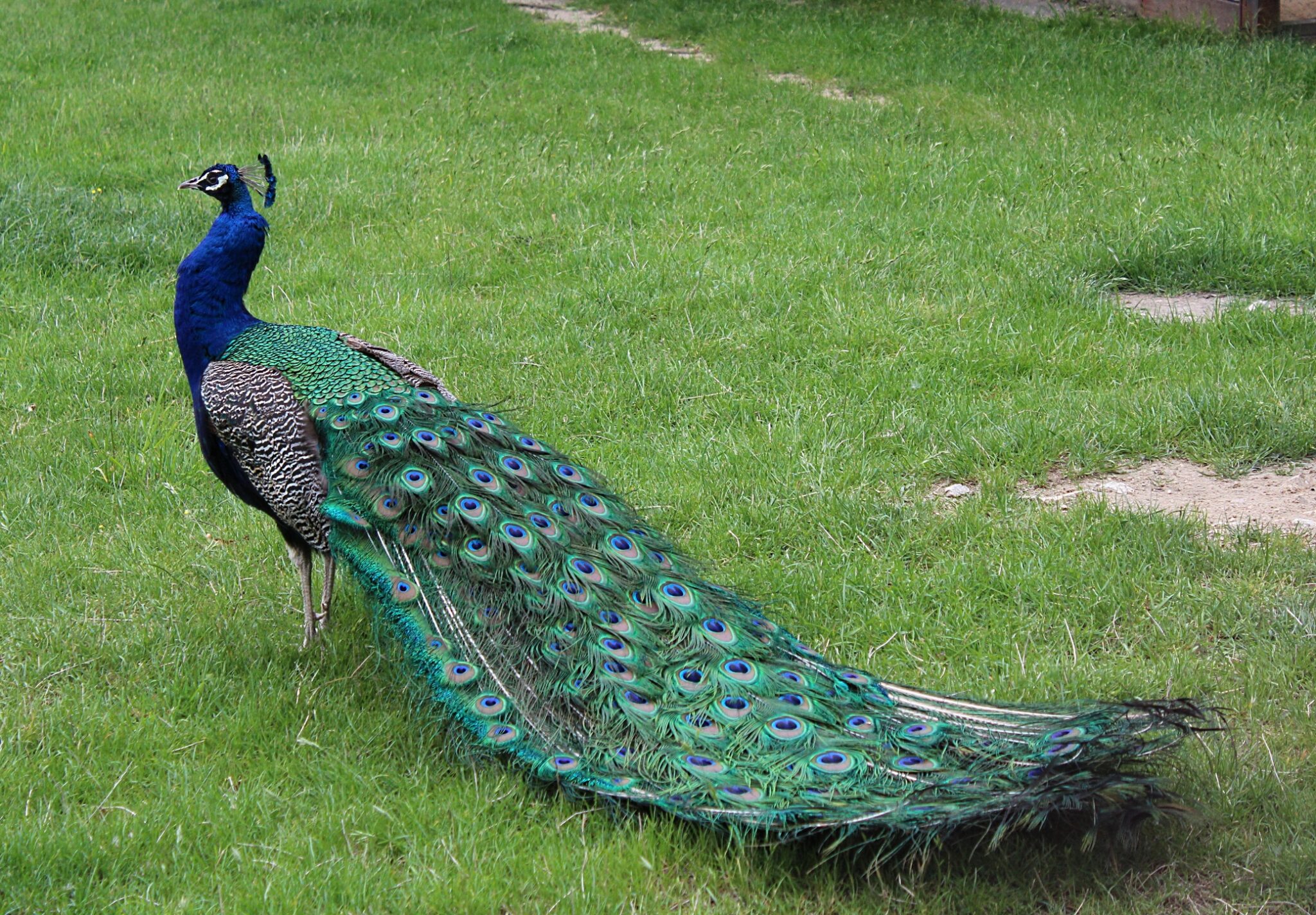 Păun - Gradina Zoologica Bucuresti