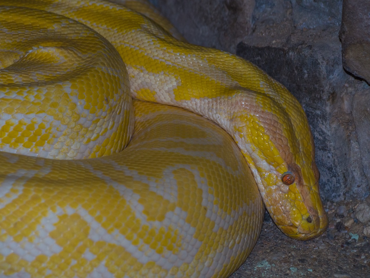 Pitonul indian - Gradina Zoologica Bucuresti