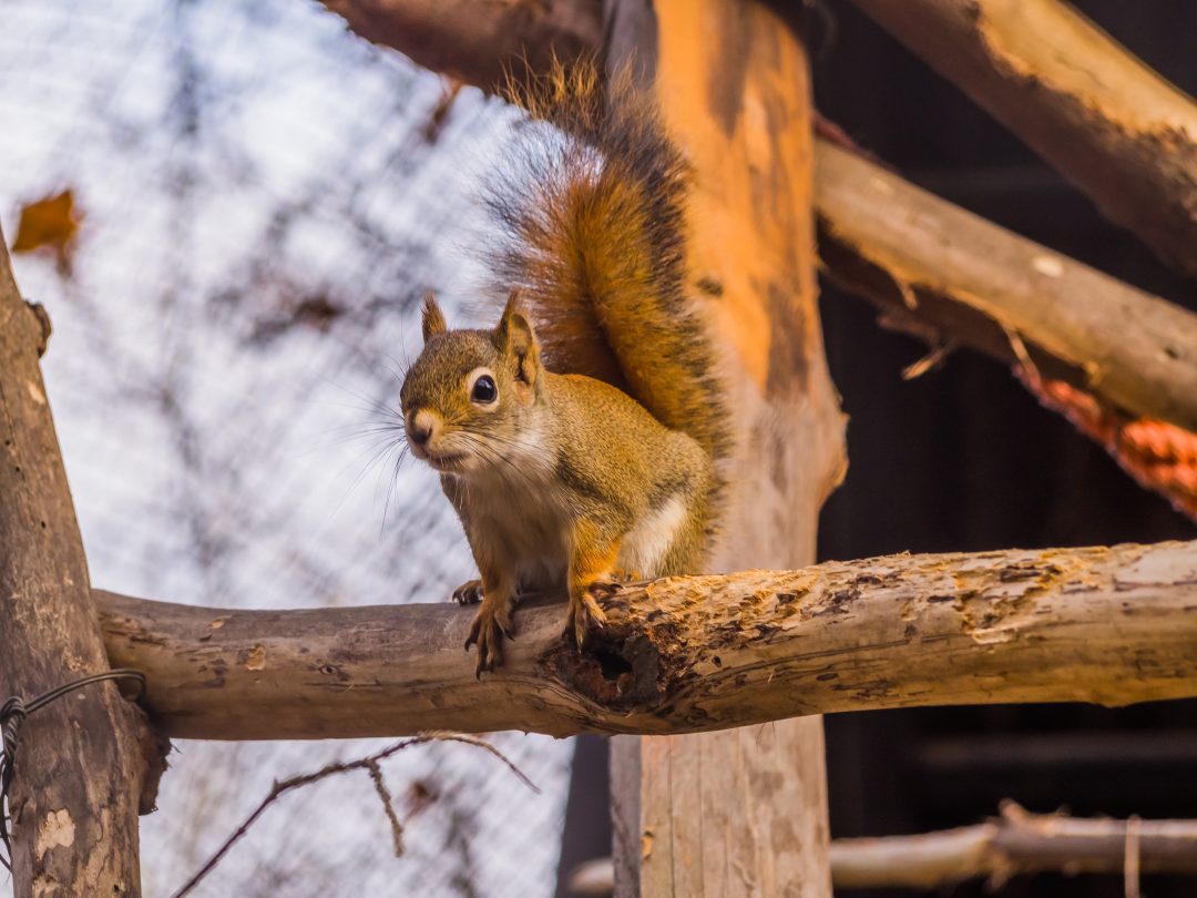 Veverița Americană - Gradina Zoologica Bucuresti